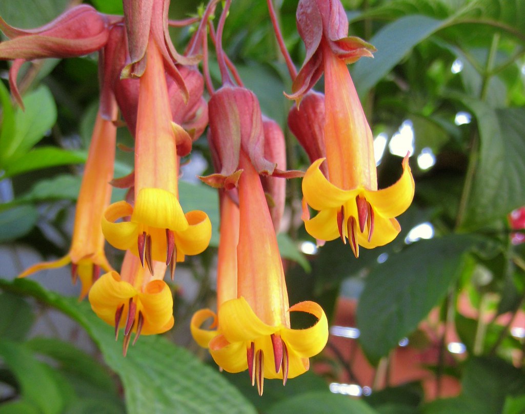 Deppea Splendens (Revised) | The Lucid Spider